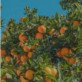 Signature Sampler Kit | Noteworthy Scents Fragrance Collection – Noteworthy