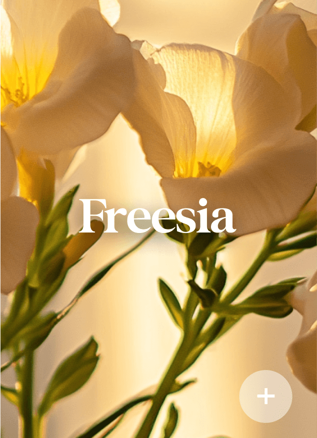 Noteworthy | New Fragrance n,042: Vanilla & Cedarwood – Noteworthy