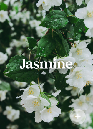 Discover Rich, Woody Eau De Parfum | Noteworthy Scents – Noteworthy